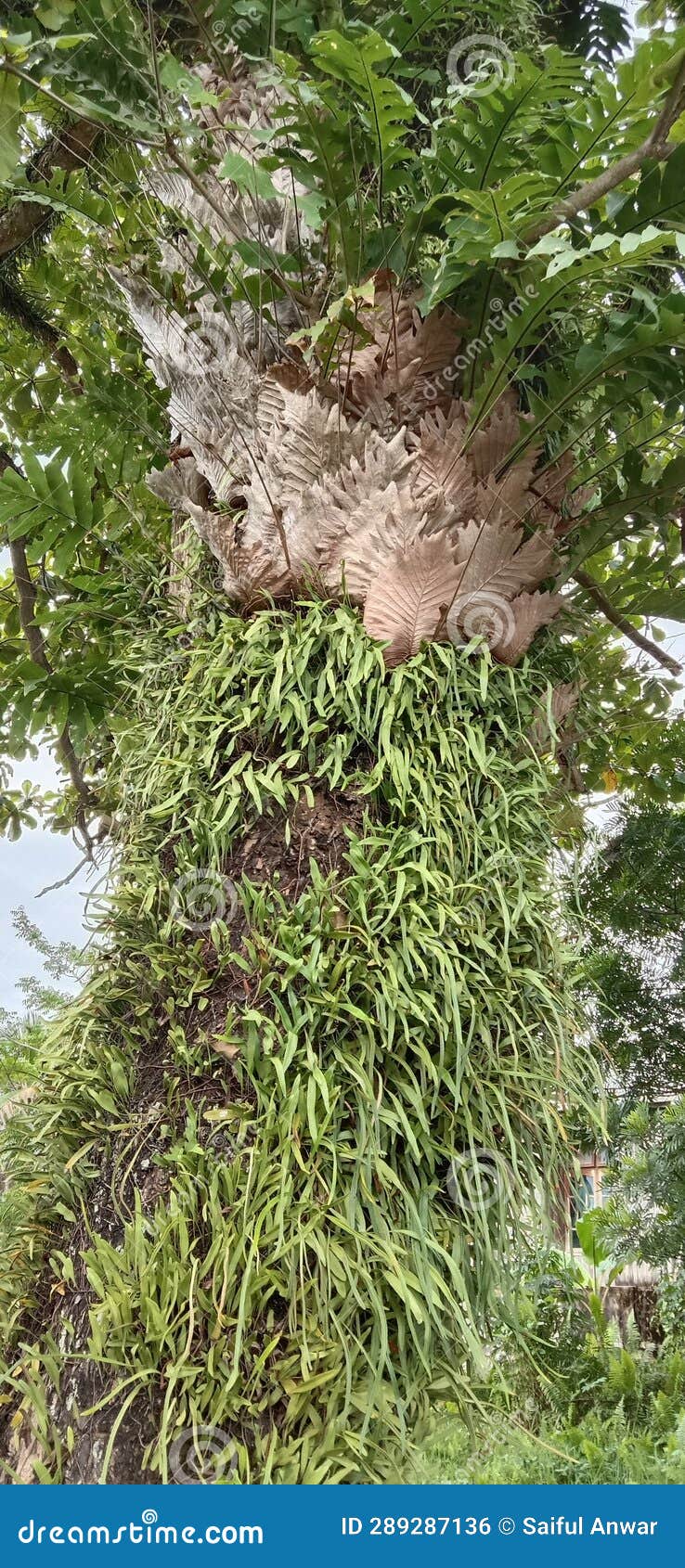 A Very Large Tree Overgrown with Leaves and Moss on Its Trunk Stock ...