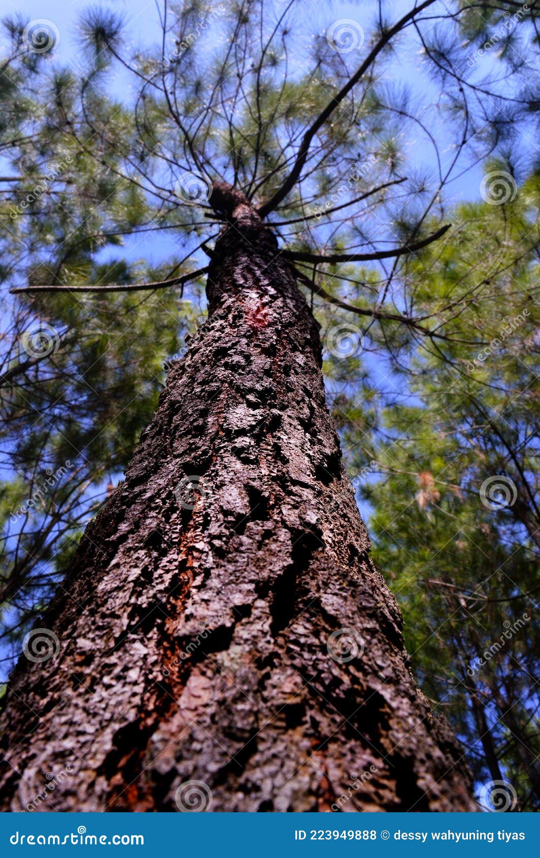 A Very Large Tree Trunk Decades Old Stock Photo - Image of trunk ...