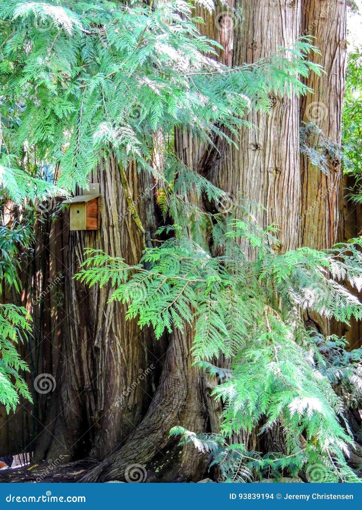Very Large Tree Trunks with a Mounted Tiny Bird House Stock Photo ...