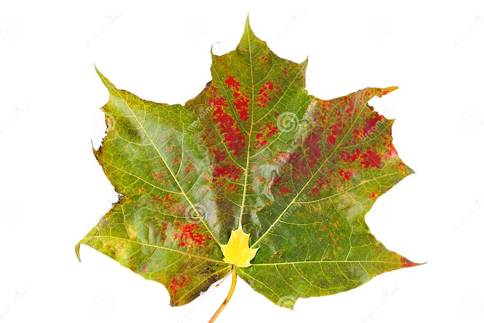 Very Large and Very Small Maple Leaves Stock Photo - Image of botany ...