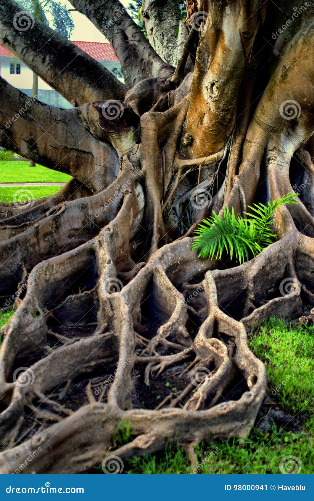 Very Large Wavy Roots from Tree. Stock Image - Image of grass, large ...
