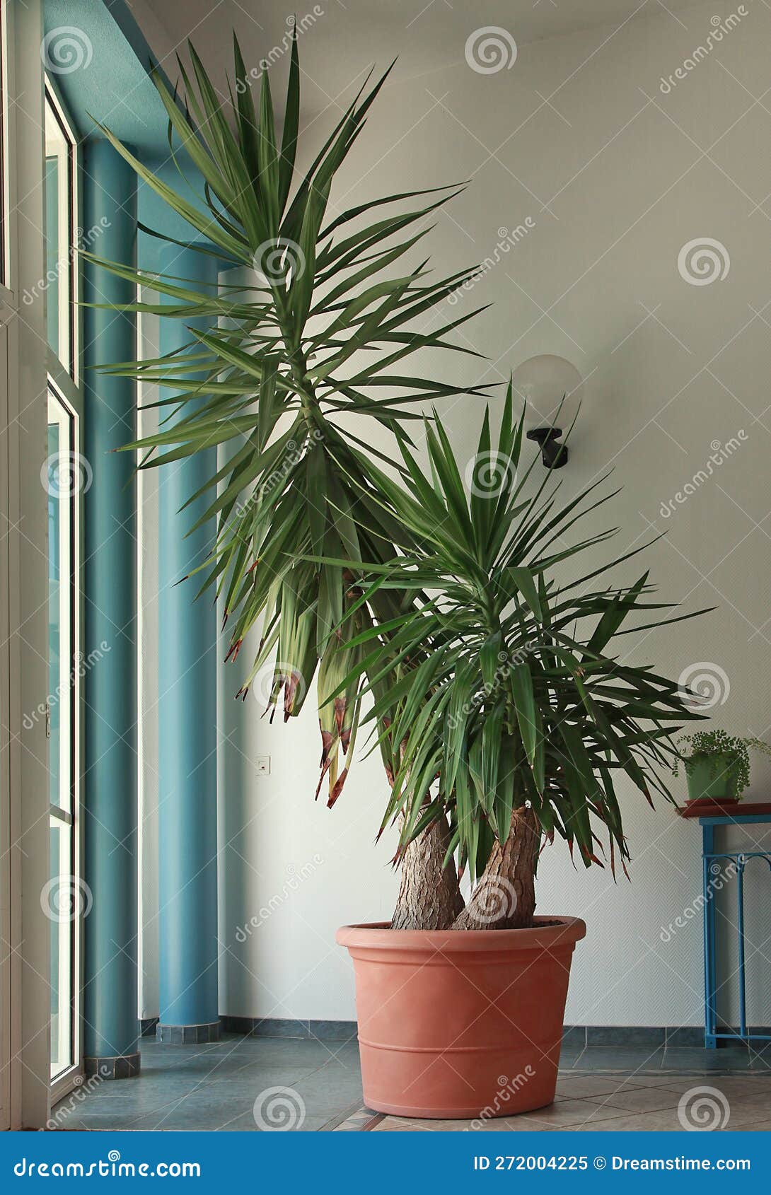 Very Large Yucca in a Pot in a Lobby Stock Image - Image of produce ...