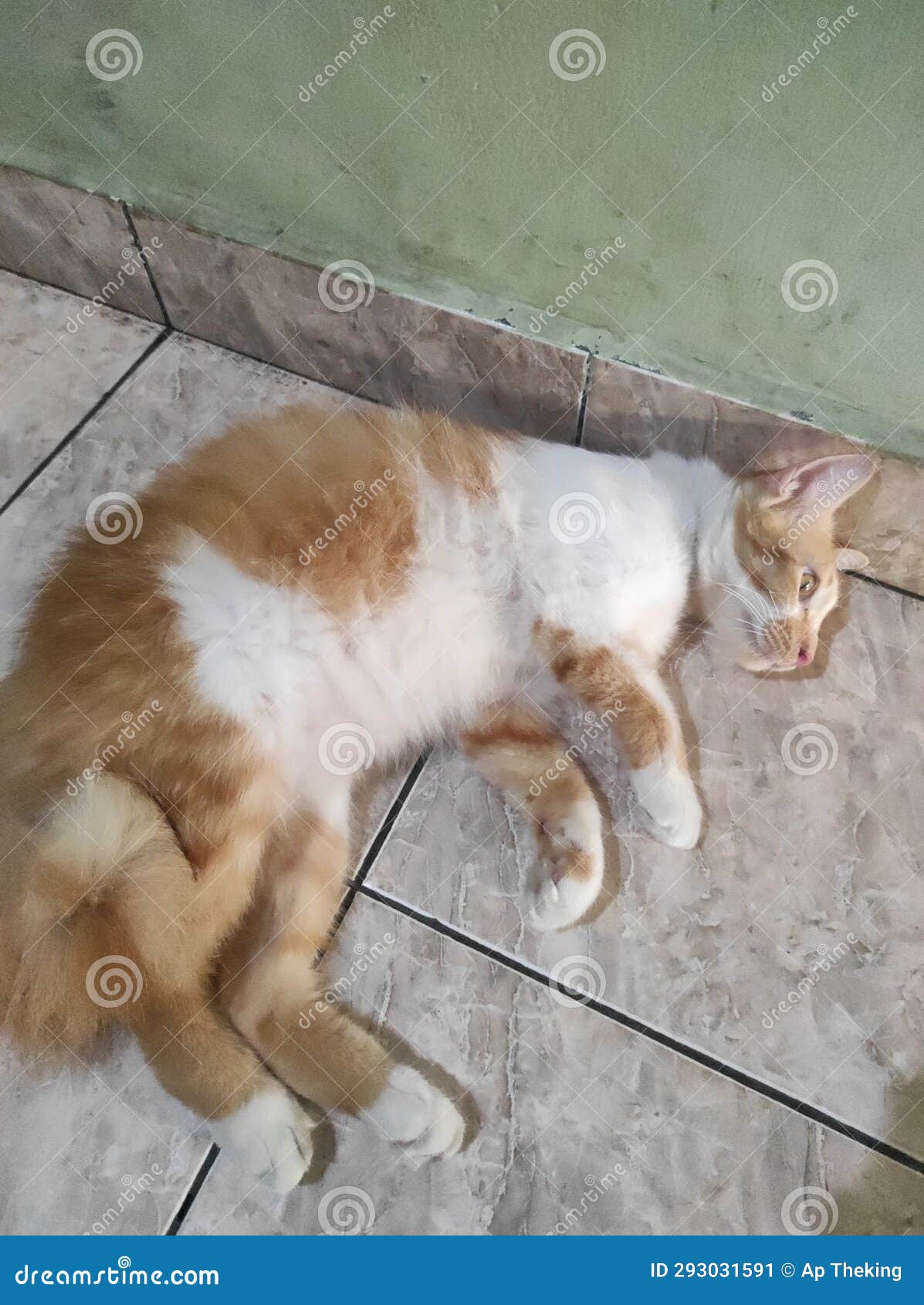 Dirty kucing stock image. Image of kitten, nose, snout - 293031591