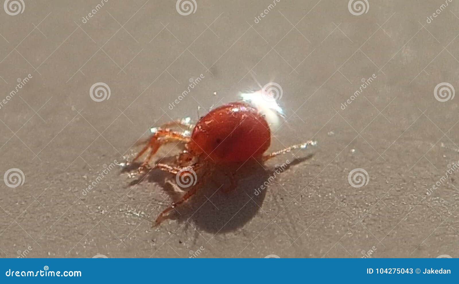 Very Little Red Mite in Water Stock Video - Video of nature, alone ...