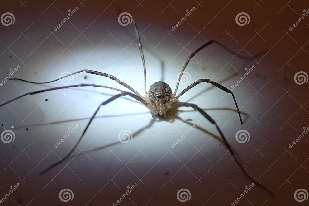 Very long legs stock photo. Image of legs, wild, nature - 81353494