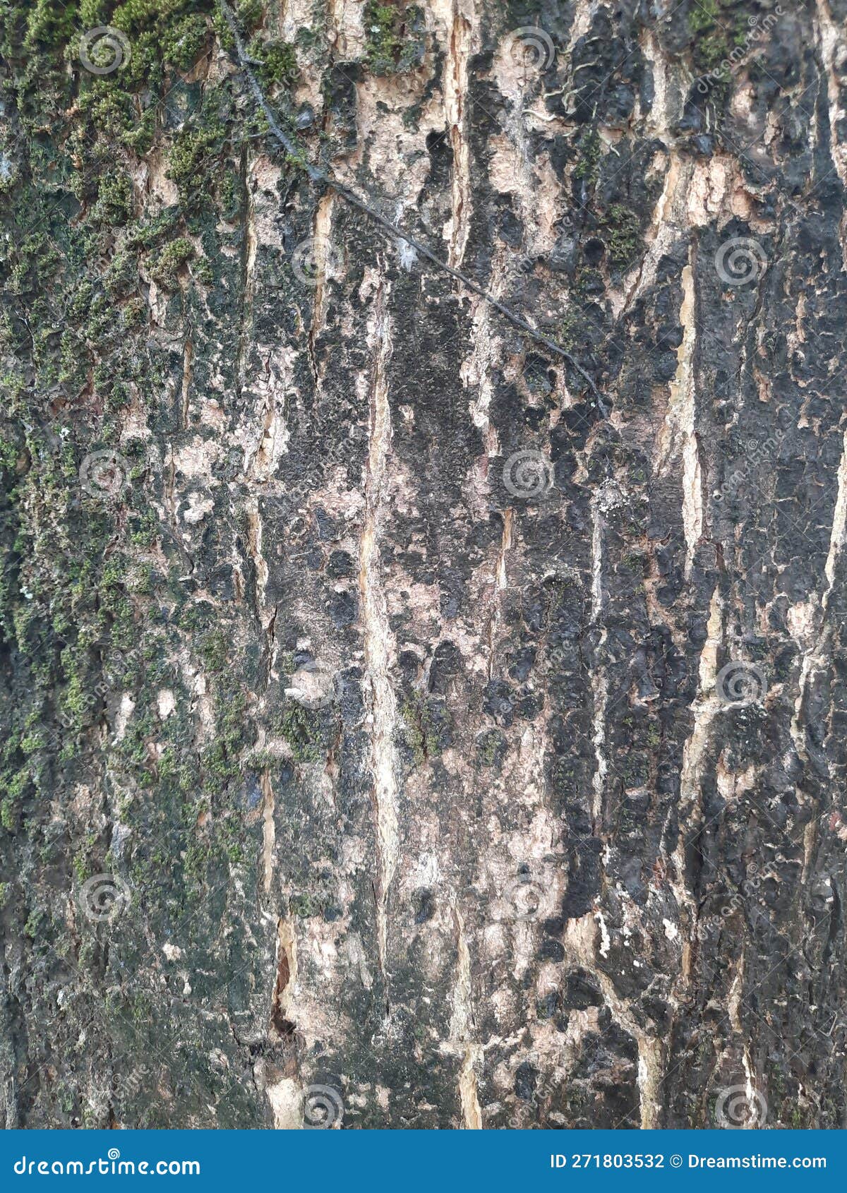 Very Long-lived Tree Bark Cracks Stock Photo - Image of bark, long ...