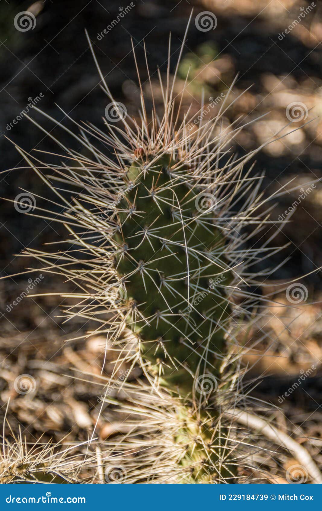 Long Needles on Beaver Tail Cactus Stock Image - Image of beaver ...
