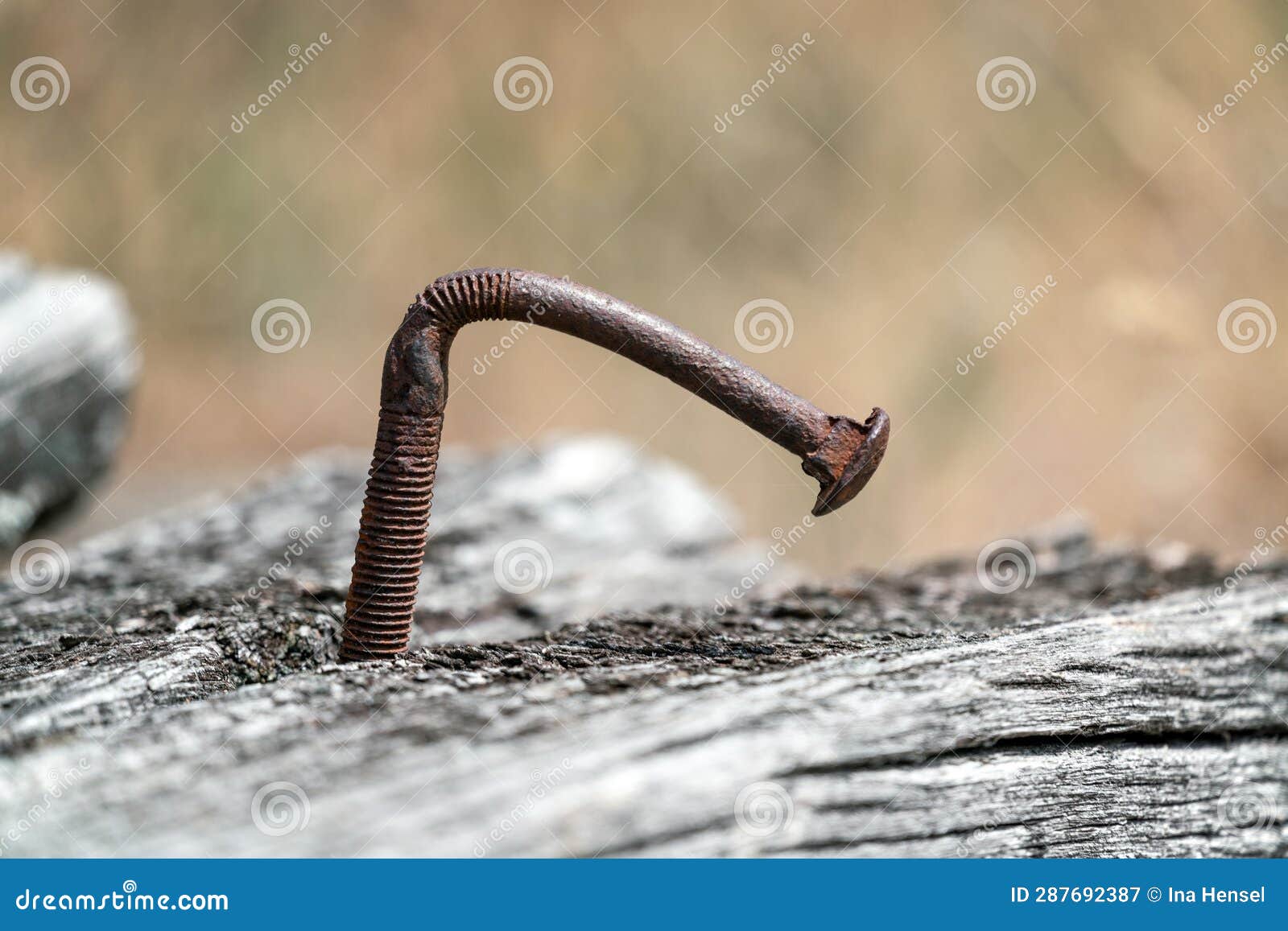 A very long rusty nail stock image. Image of rusty, wooden - 287692387