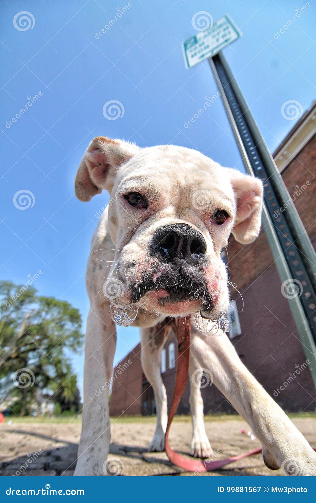 Very Low Angle Dog Portrait Stock Image - Image of boxer, angle: 99881567