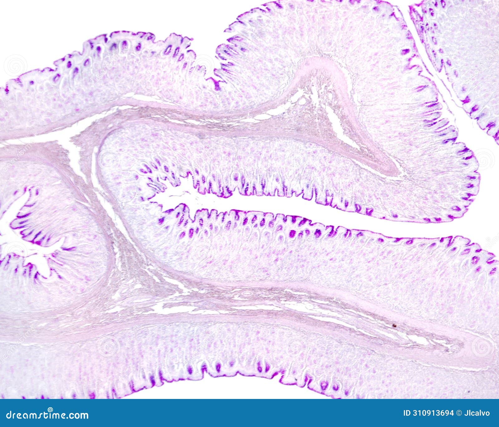 Gastric Mucosa. PAS Method Stock Photo | CartoonDealer.com #310913694