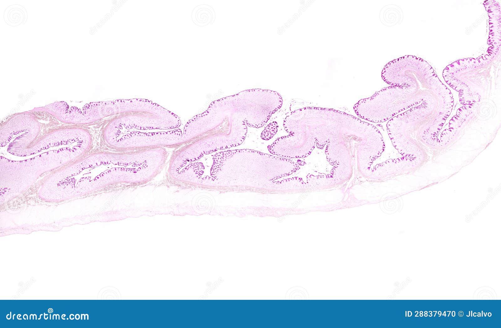 Gastric mucosa. PAS method stock photo. Image of pits - 288379470