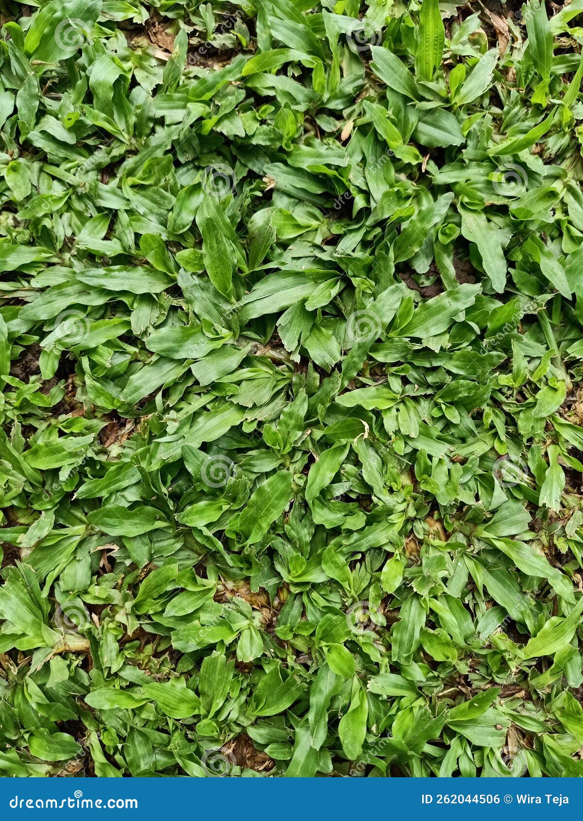 Very Lush Green Grass in Ubud Bali Stock Photo - Image of ubud, lush ...