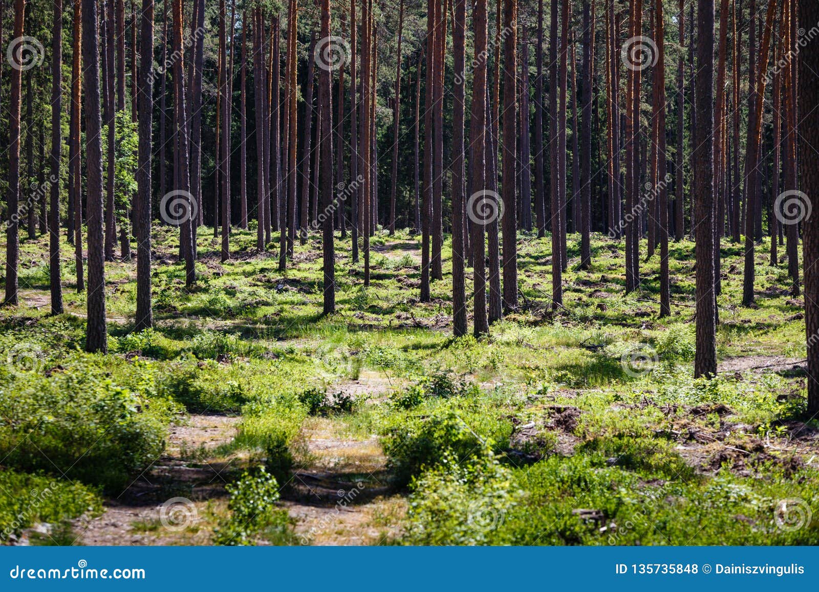 Very many pine tree trunks stock photo. Image of trunks - 135735848