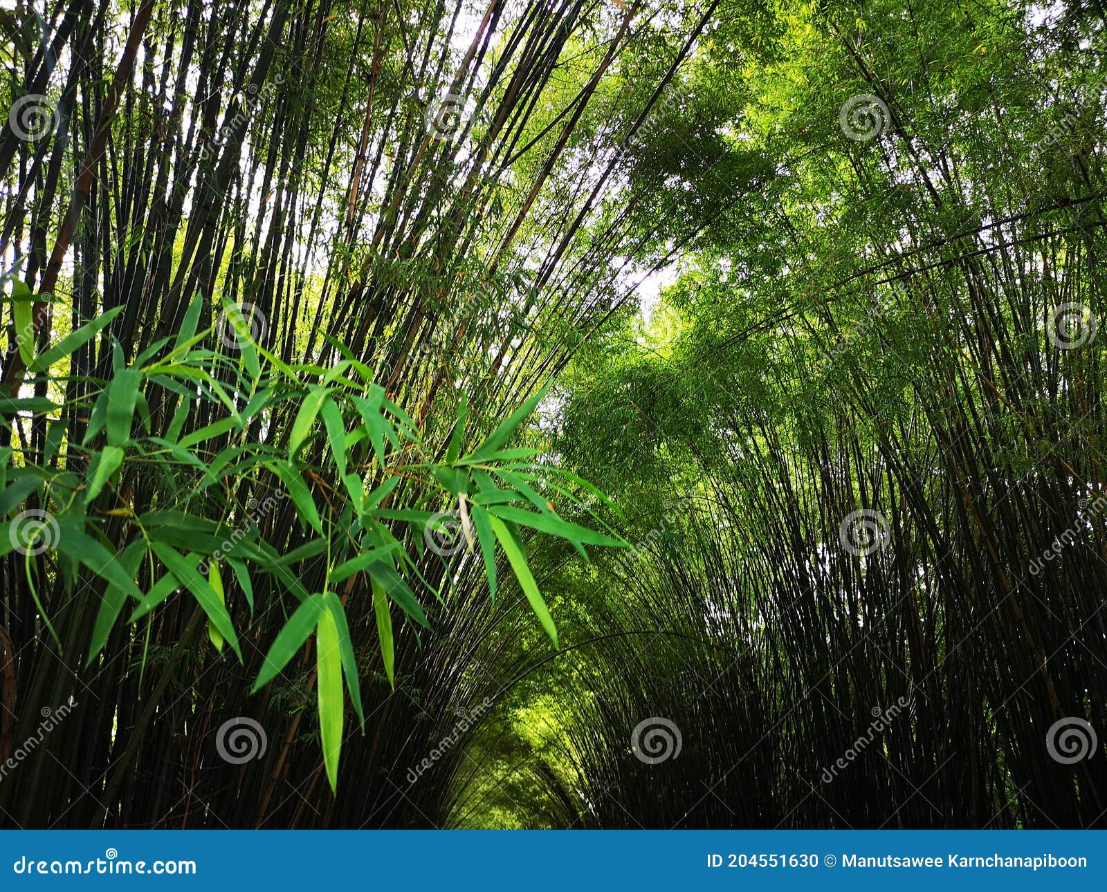The Natural Green Bamboo Deep Forest Stock Photo - Image of fresh ...