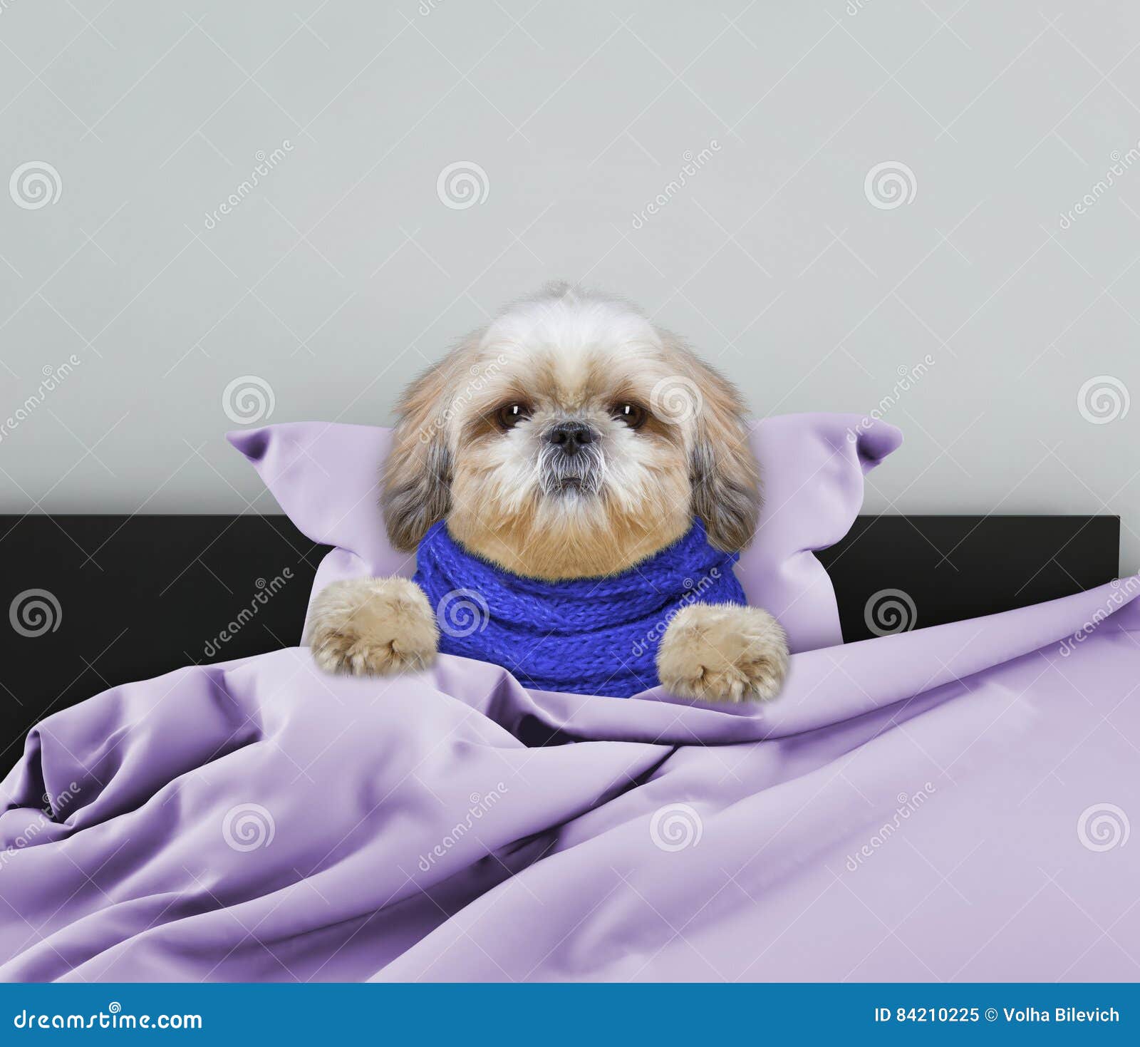 Very much sick cute dog stock image. Image of comfortable - 84210225