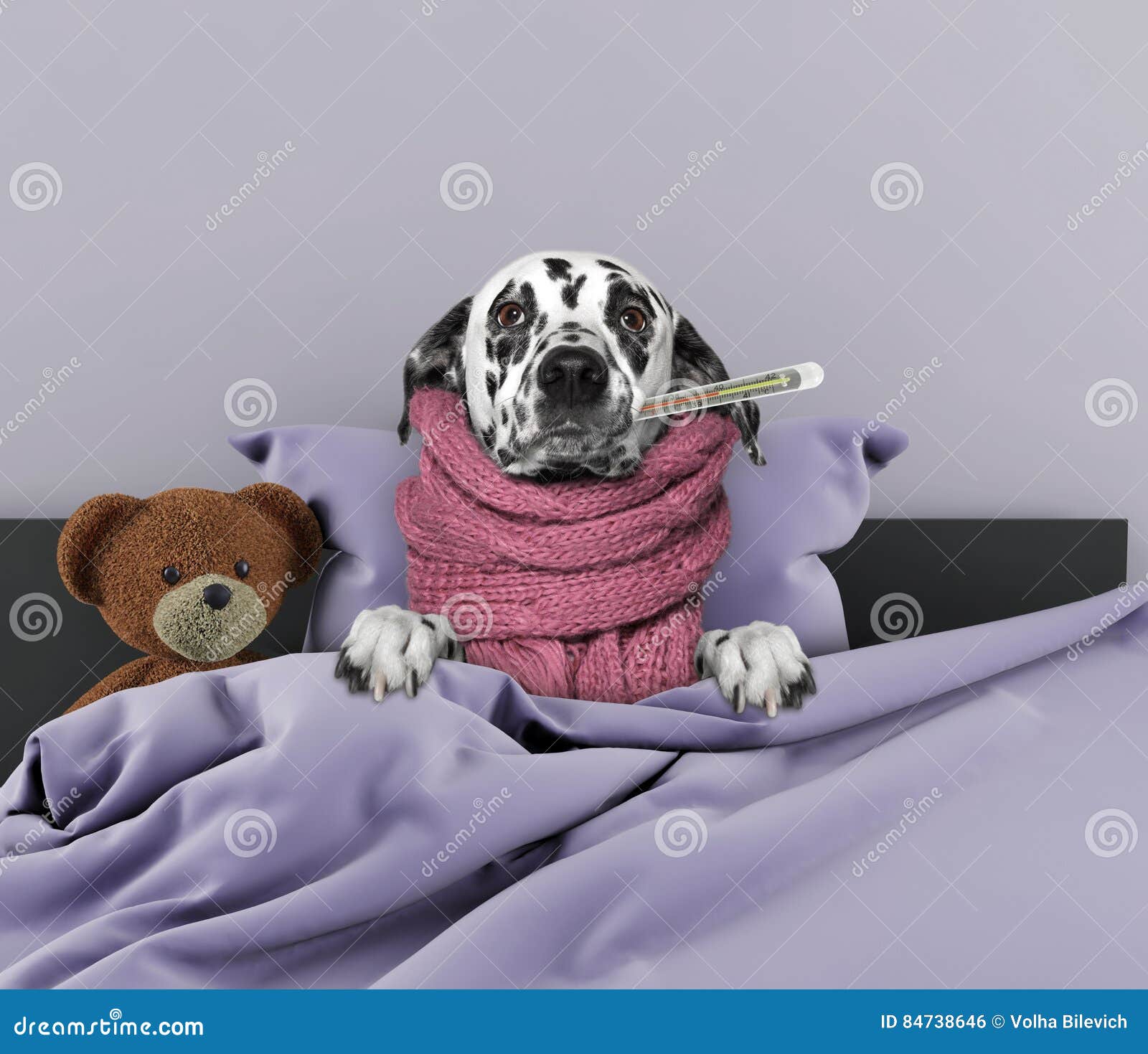 Very much sick dog stock photo. Image of mammal, bear - 84738646