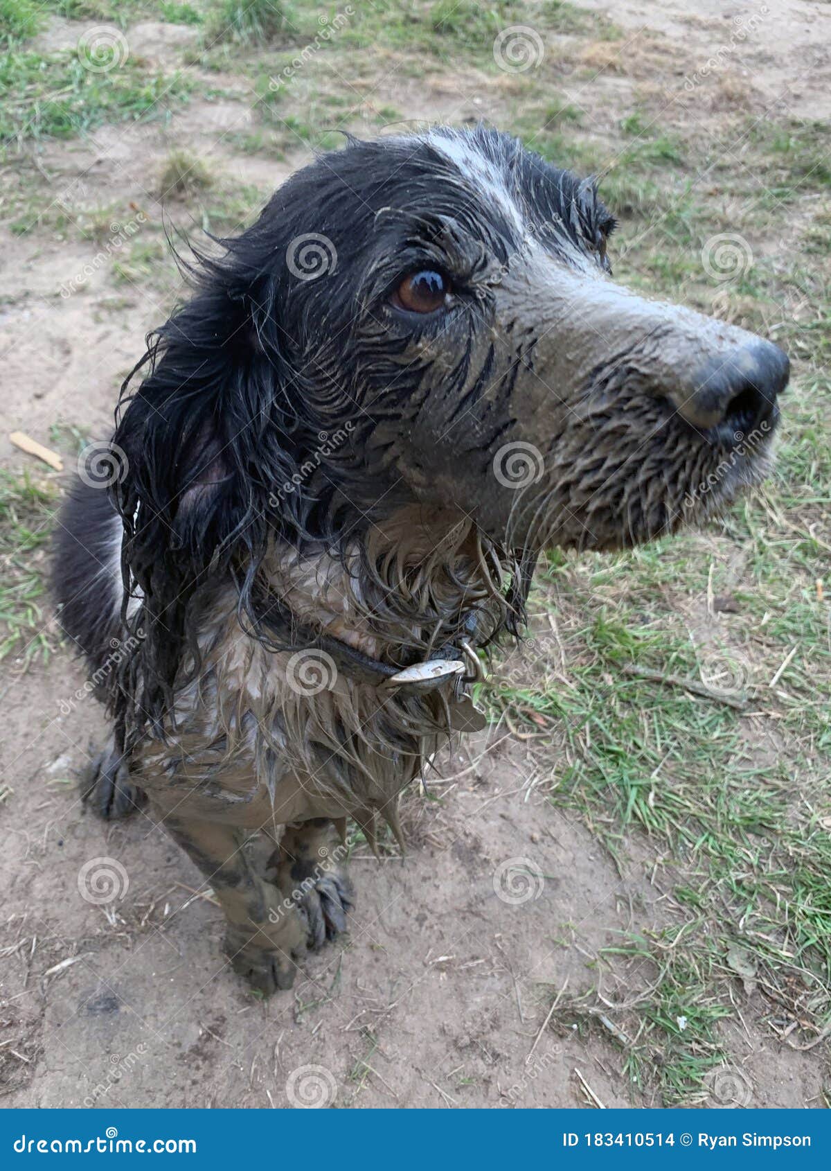 Muddy dog stock photo. Image of naughty, grass, cold - 183410514
