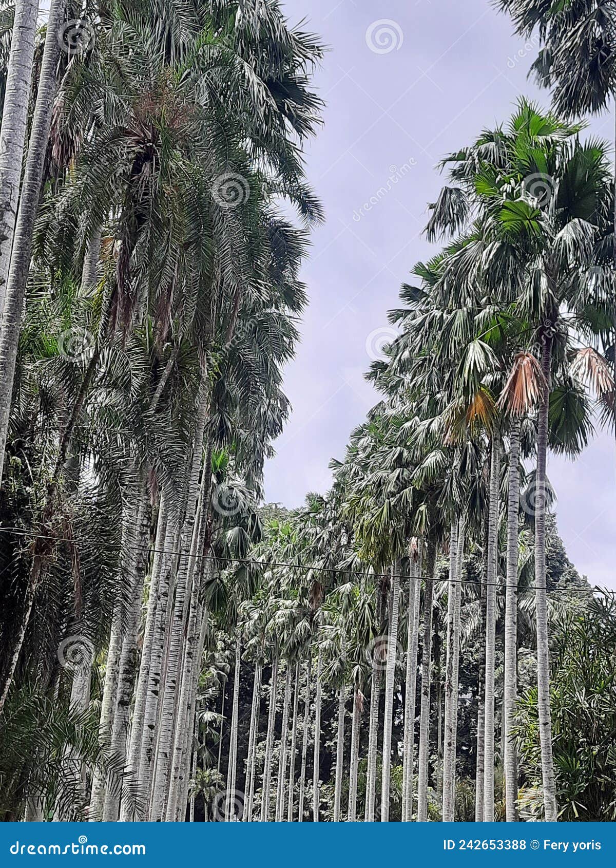 Very Neat Rows of Palm Trees on Either Side of the Road Stock Photo ...