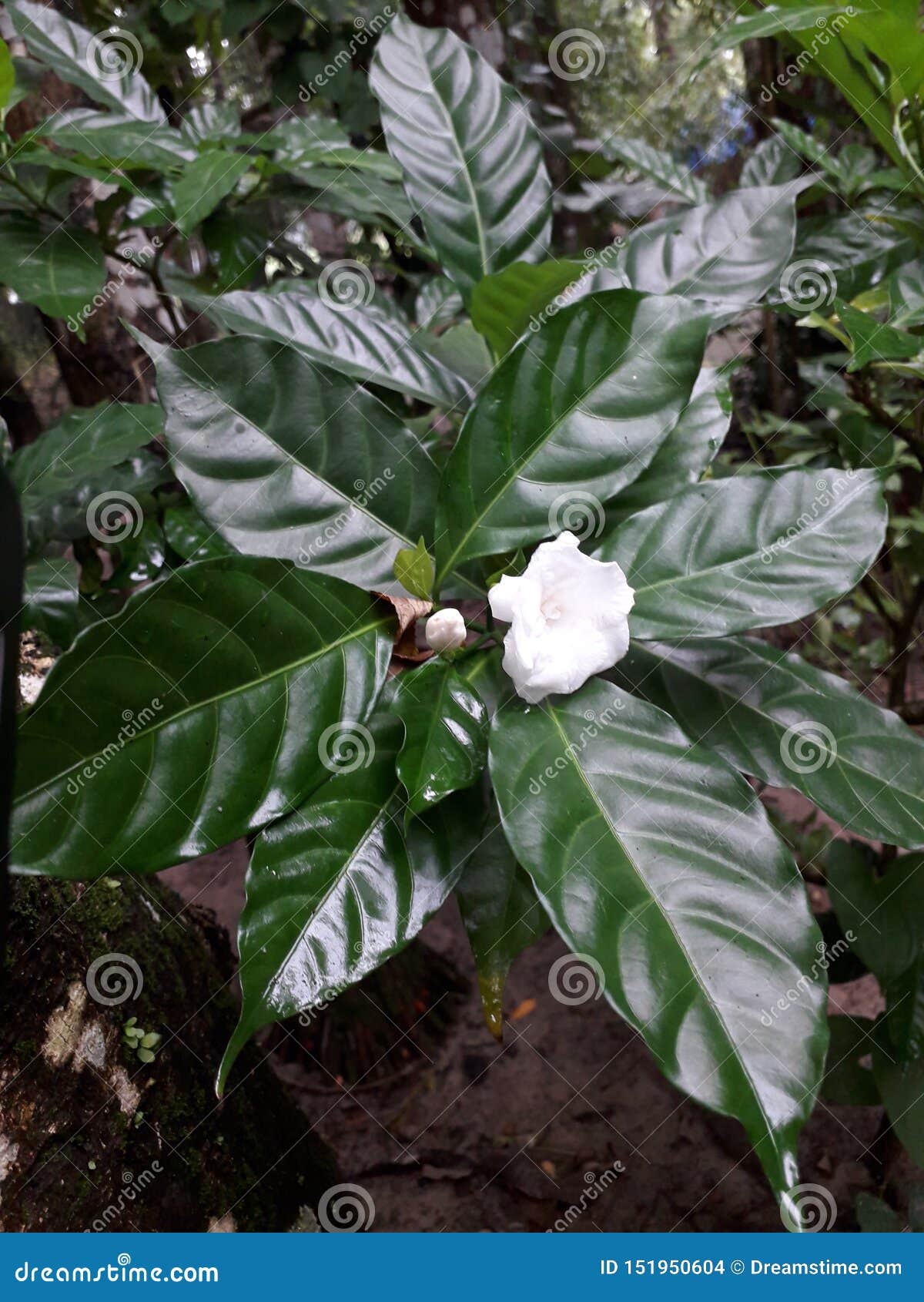 Very Nice Bella Flower in a Baby Tree. Stock Photo - Image of flower ...