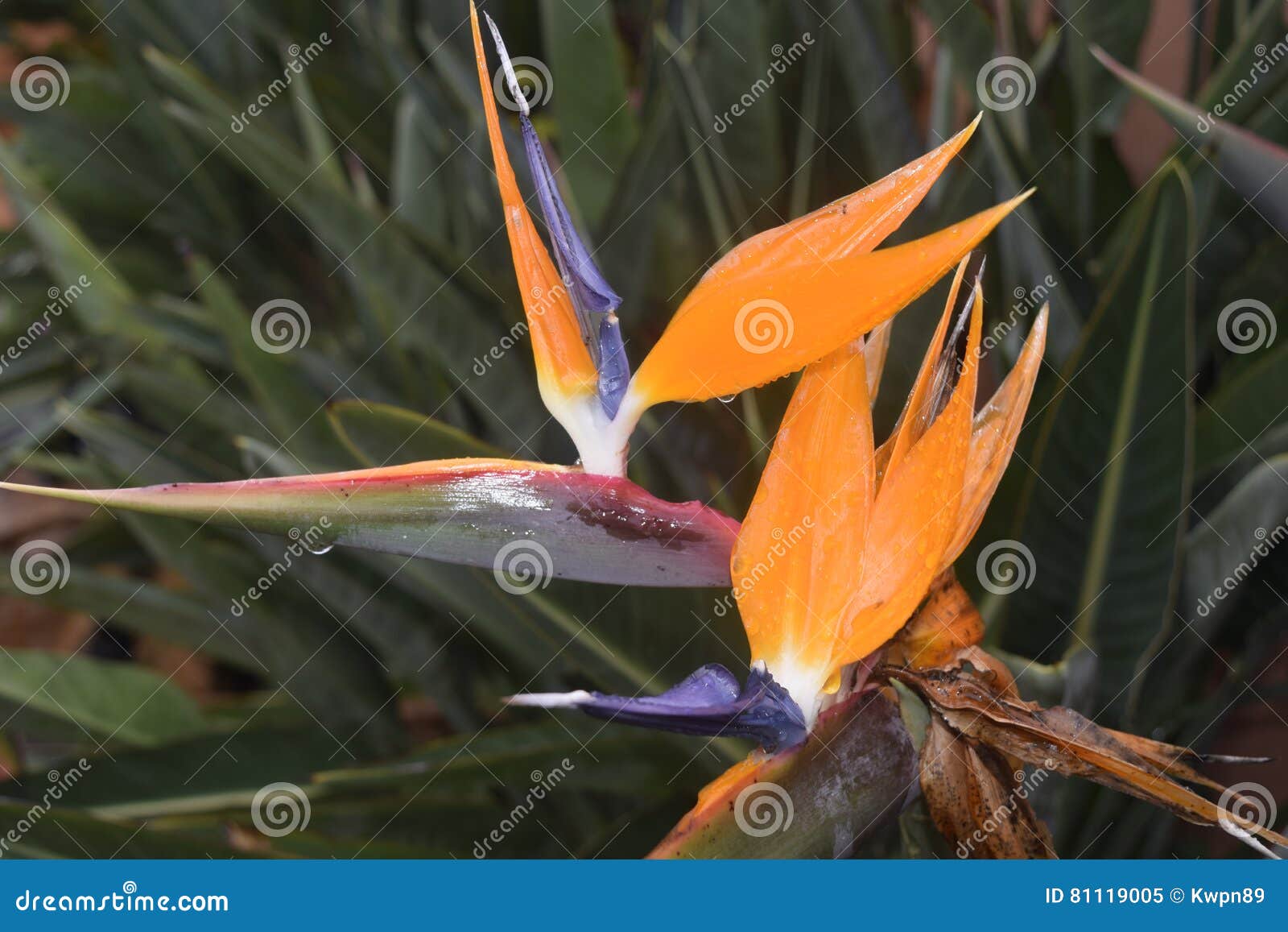 Big Orange Flower. Strelitzia Reginae.Die Grosse Orange Blume. Stock ...