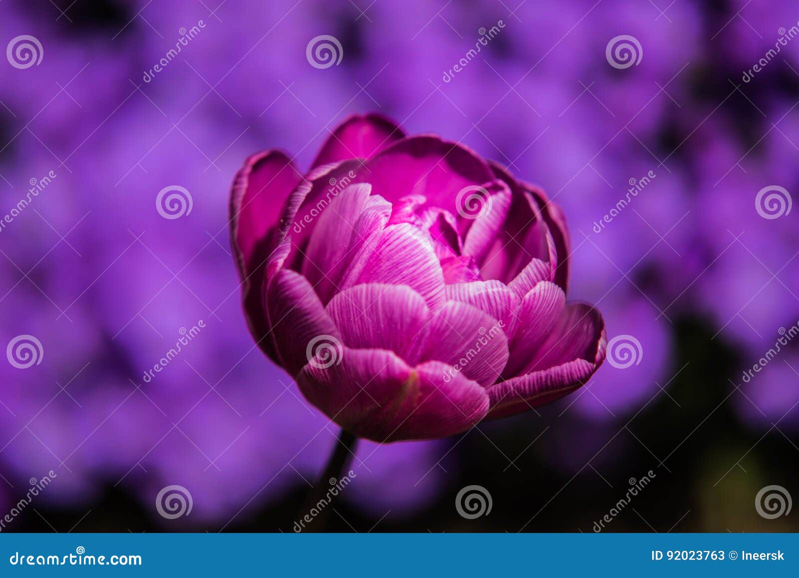 Very Nice Colorful Flower Garden in Spring Stock Image - Image of ...