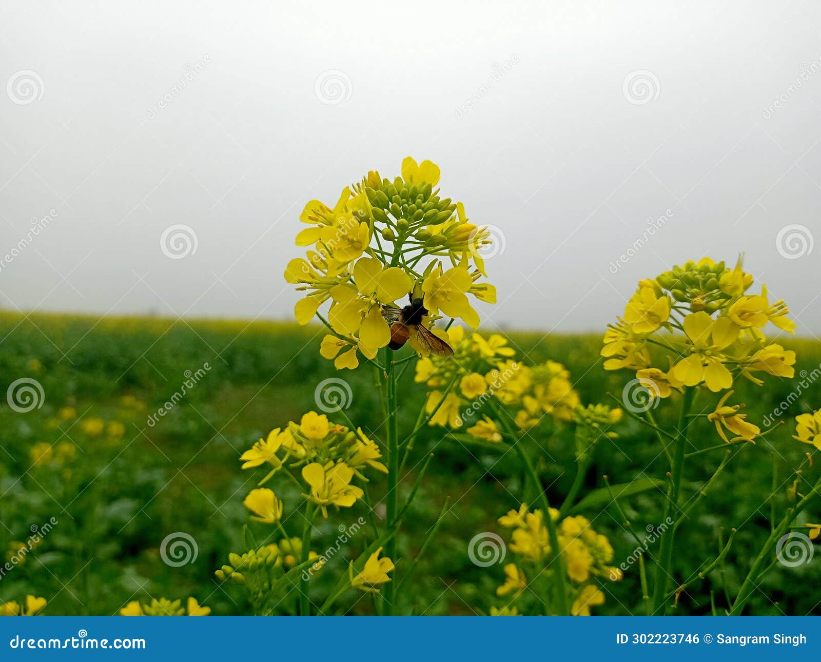 Very Nice Flower Bhavra Flower Stock Photo - Image of kamosam, nice ...