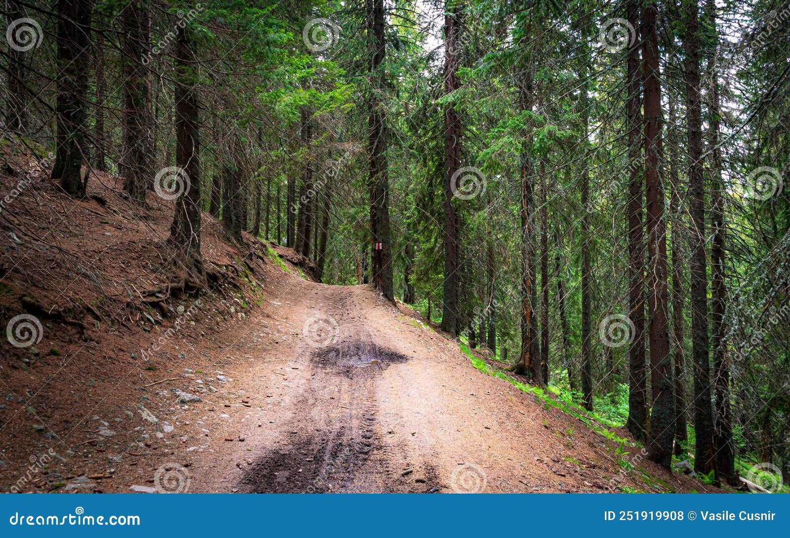 Nice Forest Landscape And Hills Greenery Stock Photo | CartoonDealer ...