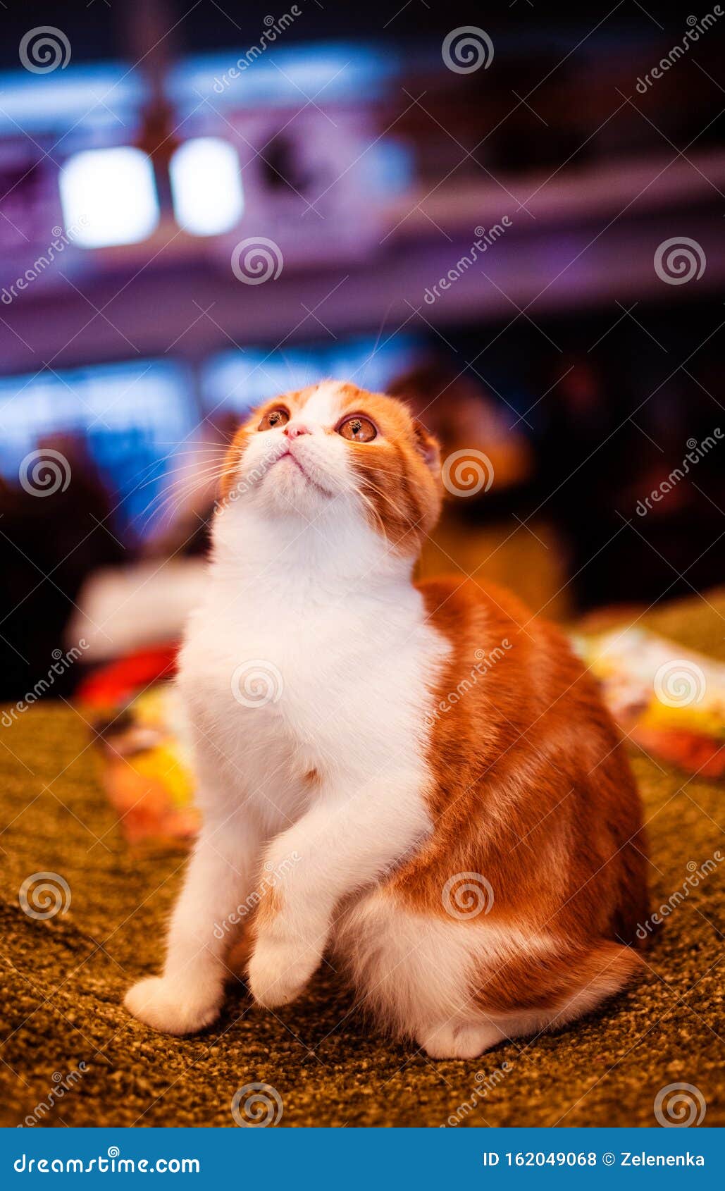 Very Nice and Gentle Kitty. Red Cat Stock Photo - Image of fold ...