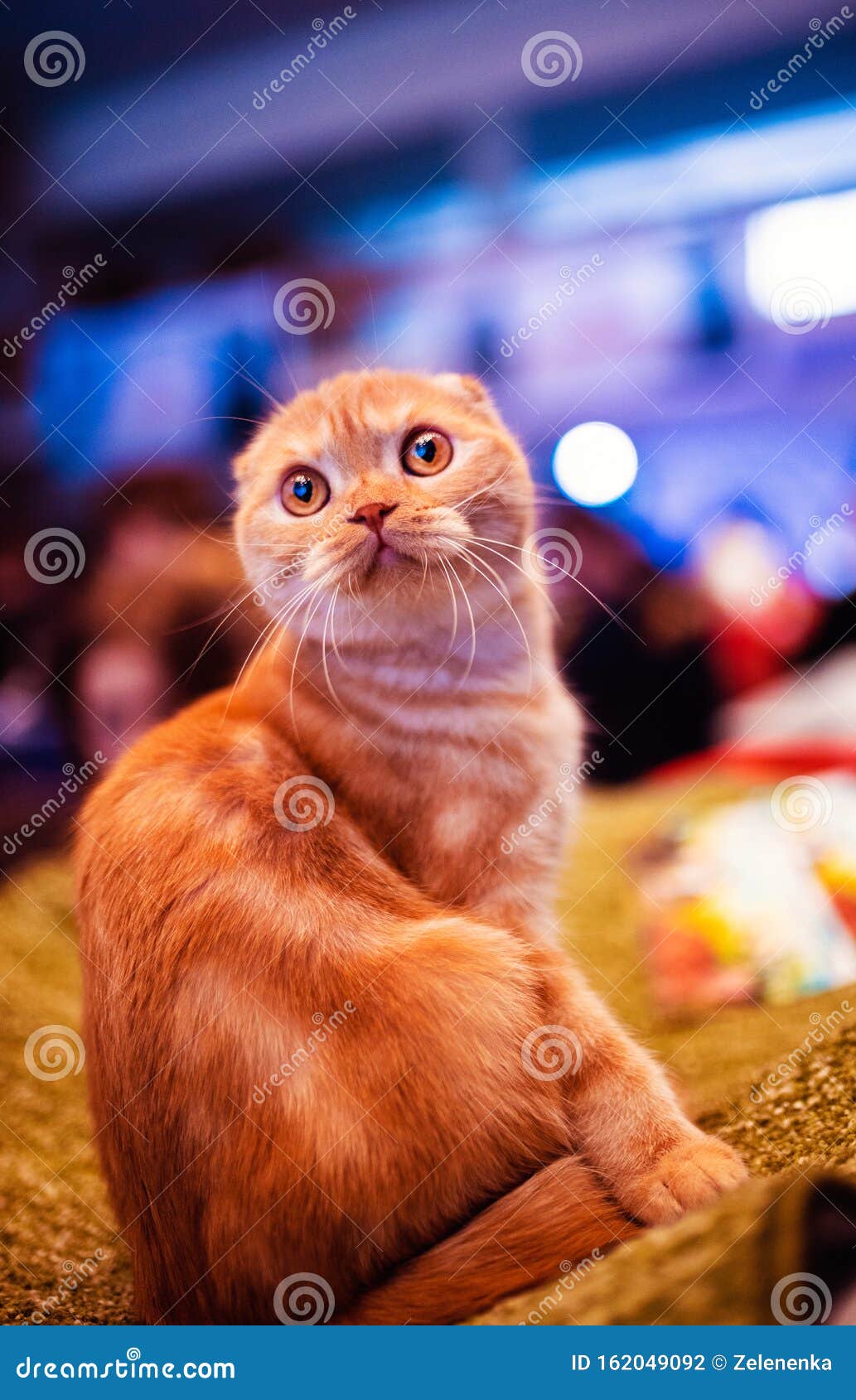 Very Nice and Gentle Kitty. Red Cat Stock Photo - Image of open, eyes ...