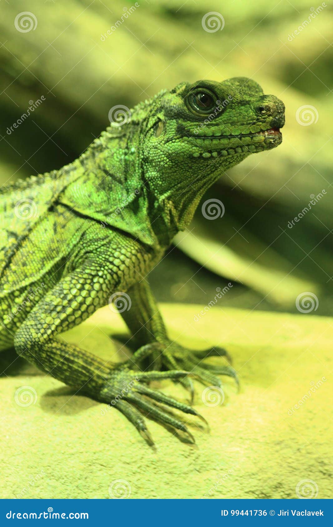 Green dragon lizard stock photo. Image of nature, exotic - 99441736