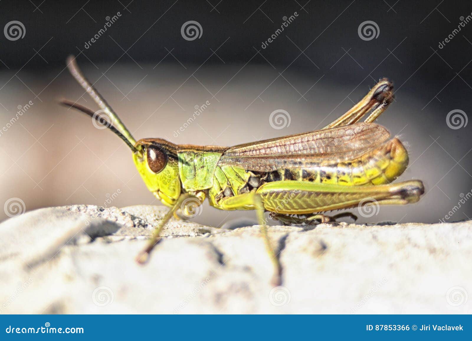 Very Nice Green Grasshopper Stock Photo - Image of arthropods, forest ...