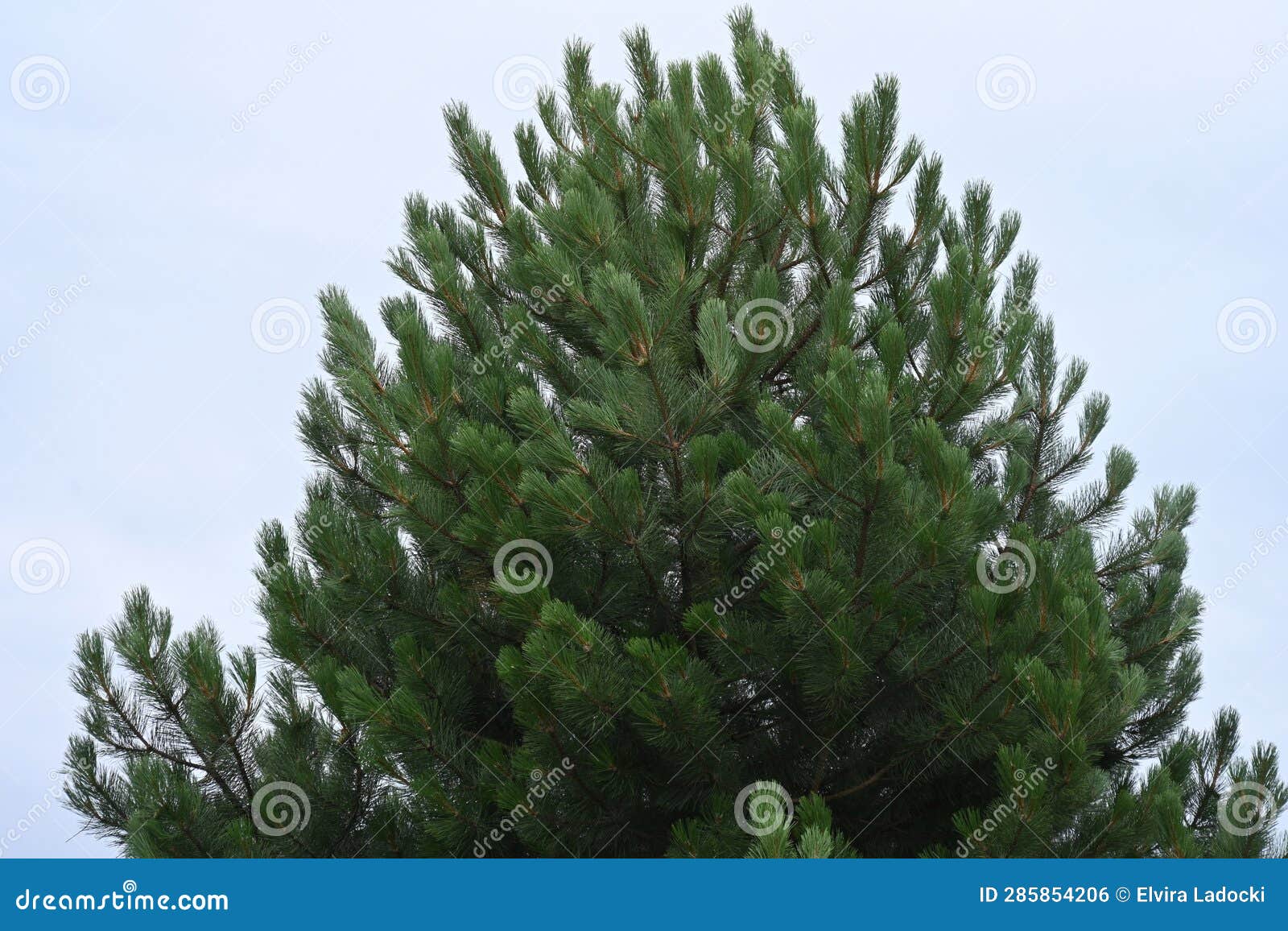Very Nice High Pine Tree in the Mountain in the Sunshine Stock Photo ...