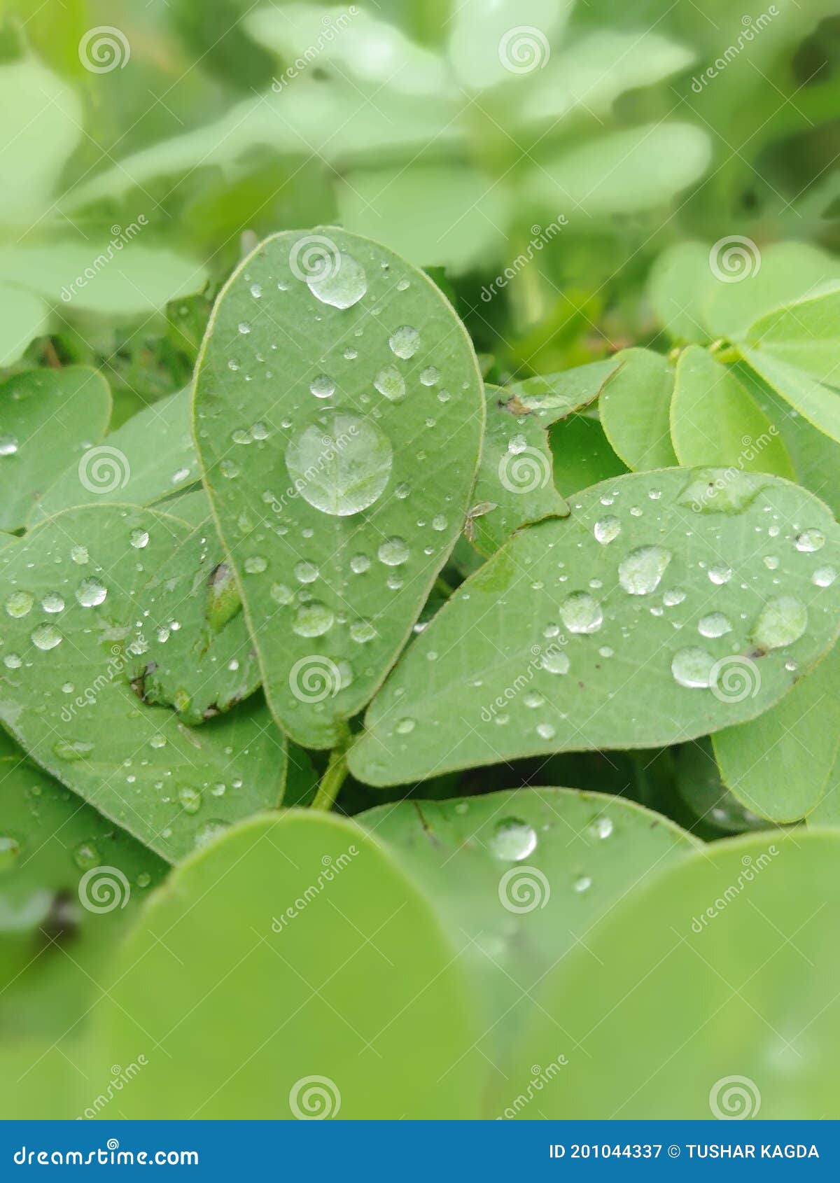 Very nice leaf image stock image. Image of branch, frost - 201044337