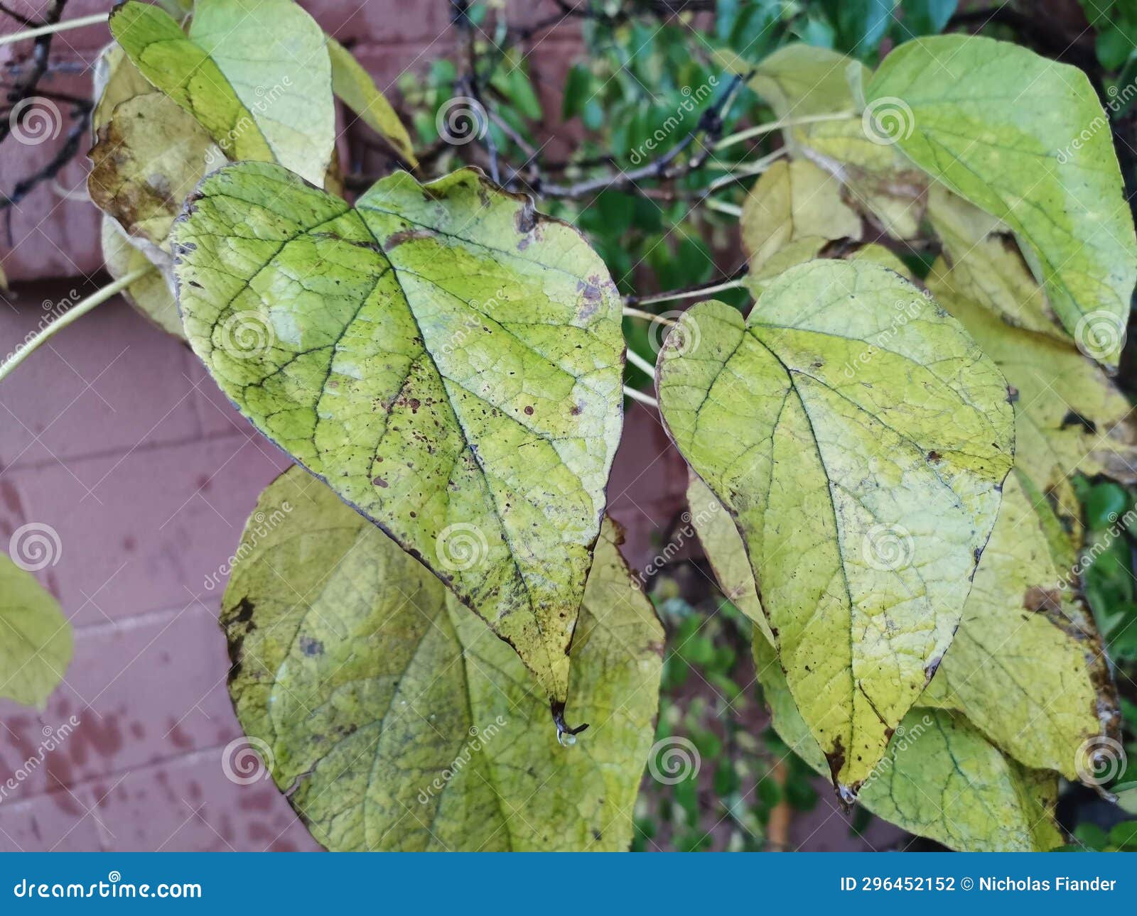 A very nice leaf stock photo. Image of nature, maple - 296452152