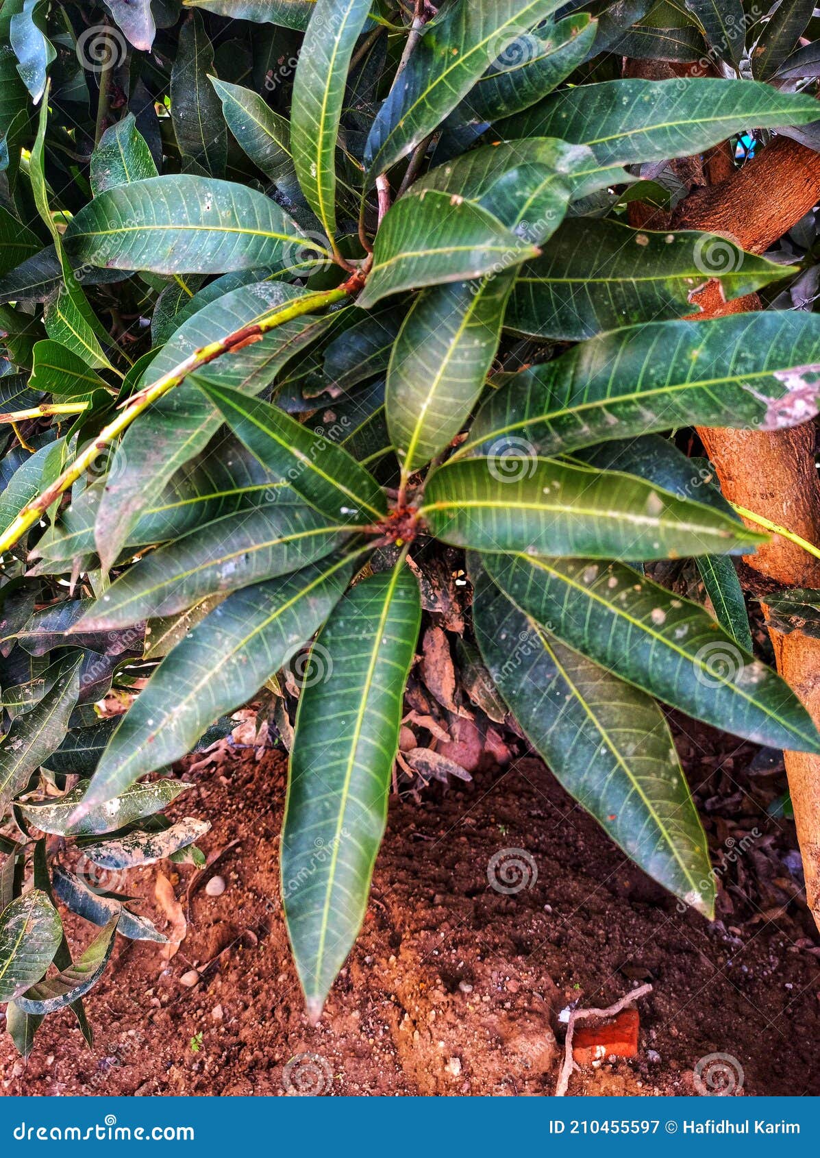 Very Nice Mango Tree Leaves Stock Image - Image of food, jungle: 210455597