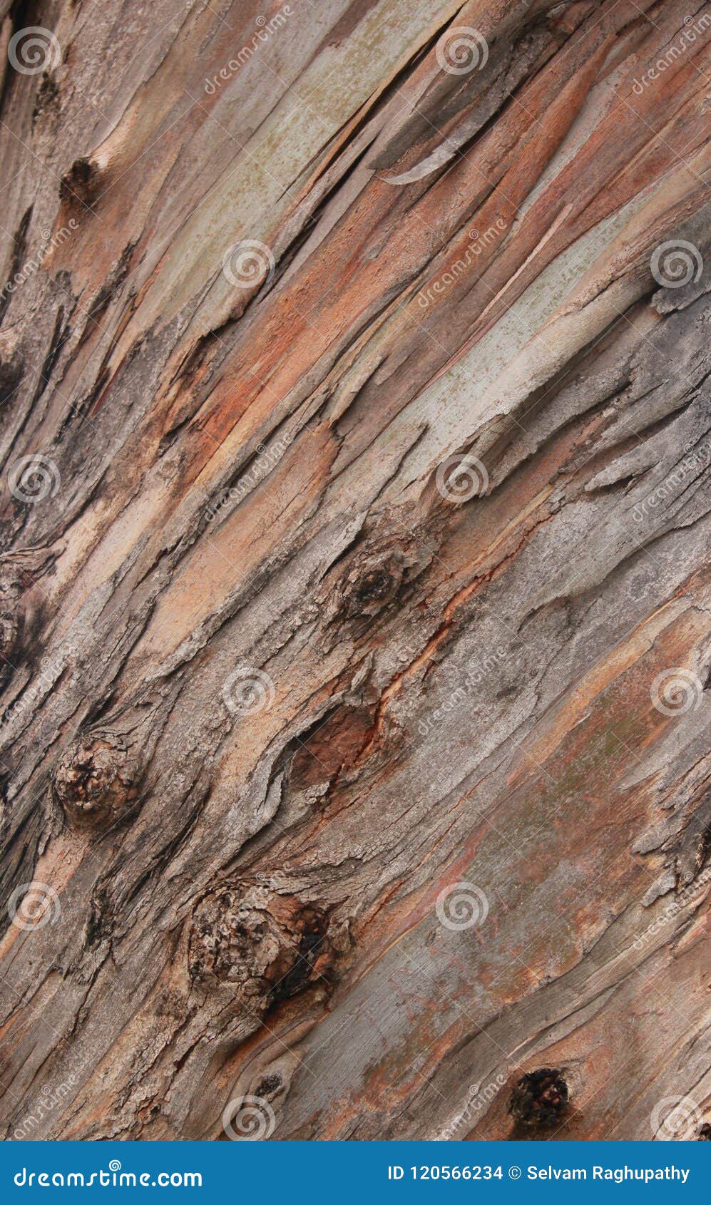 Very Nice Tree Stem Texture Natural Background. Stock Photo - Image of ...