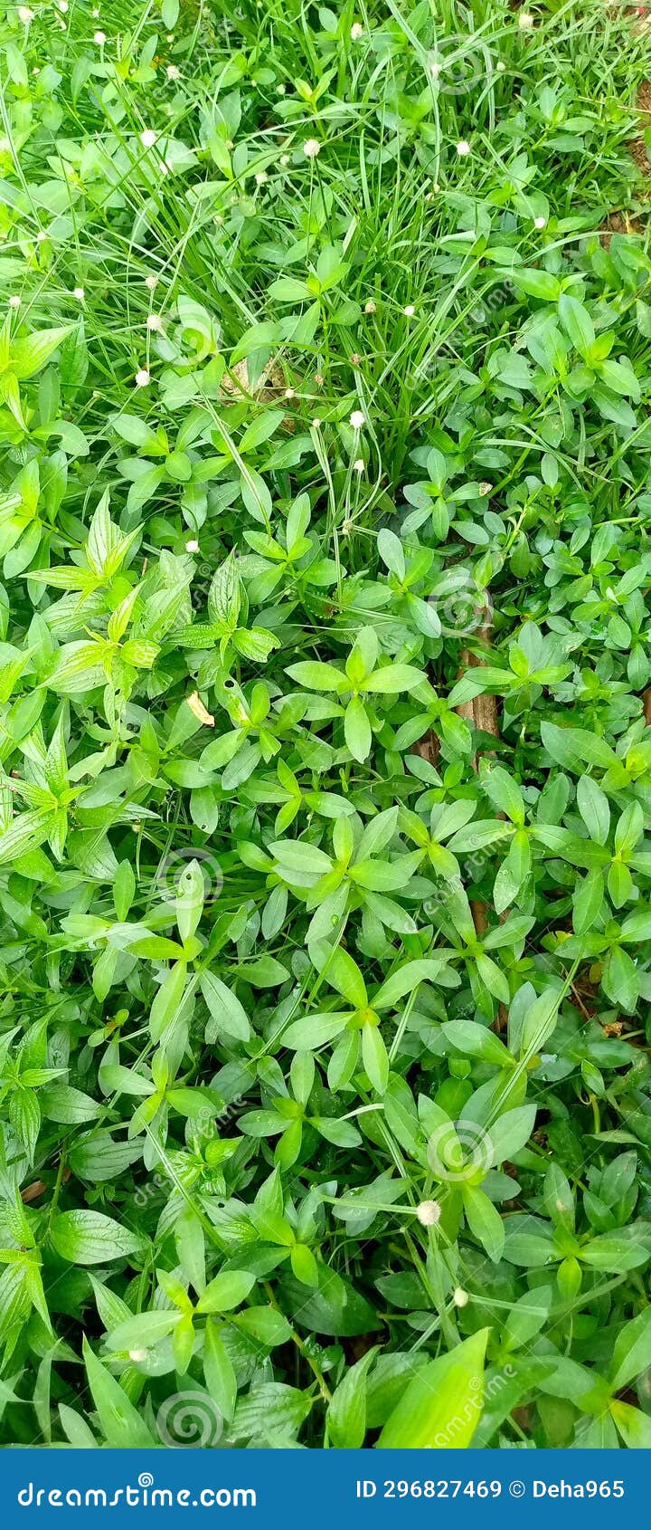 Very Nice Ornamental Plants Planted in Front of the House Stock Image ...