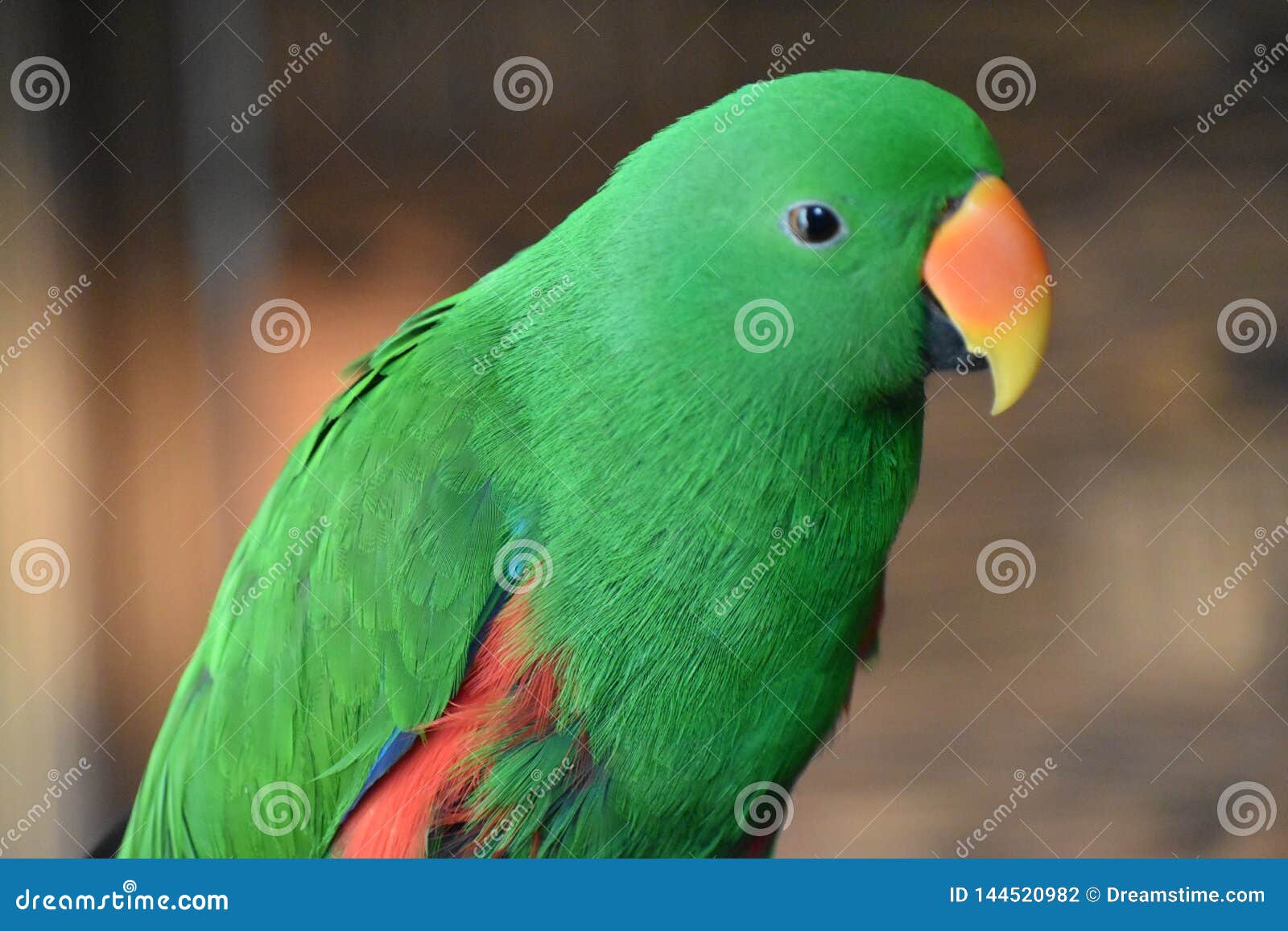A Very Nice Parrot Bird Image Stock Photo - Image of nice, parrot ...