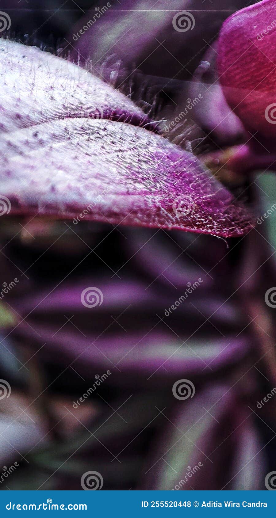 Very Nice Petals with Beautiful Texture Stock Photo - Image of spring ...