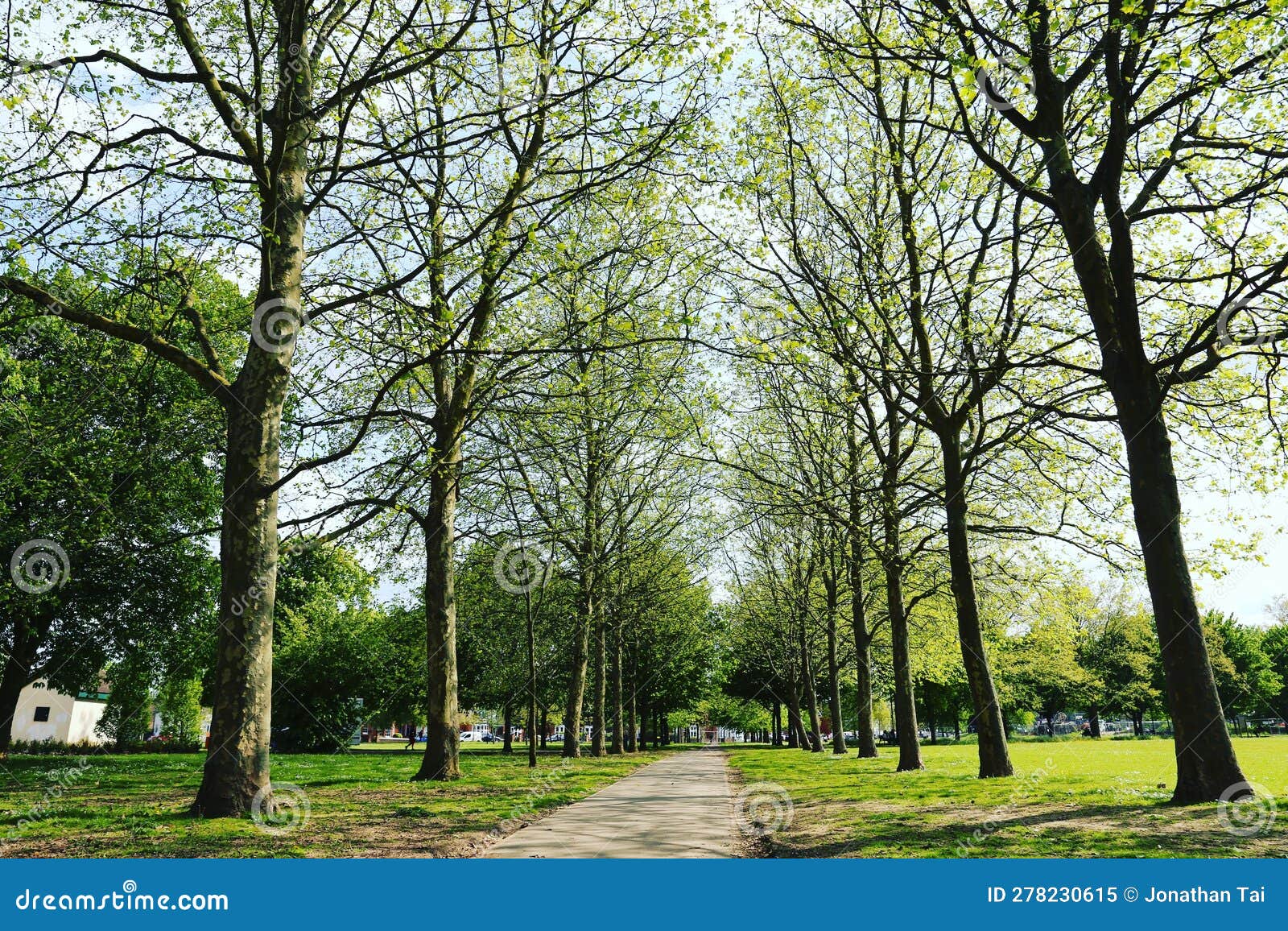 A Very Nice Picture of Trees Stock Image - Image of trees, nice: 278230615