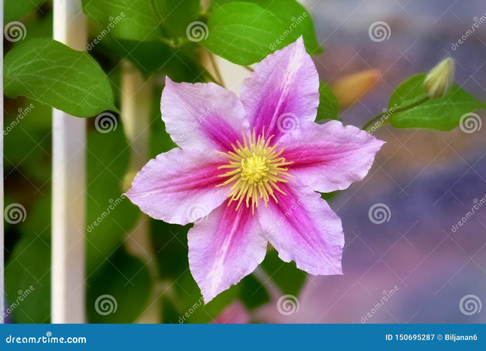 Very nice flower stock image. Image of natural, nice - 150695287
