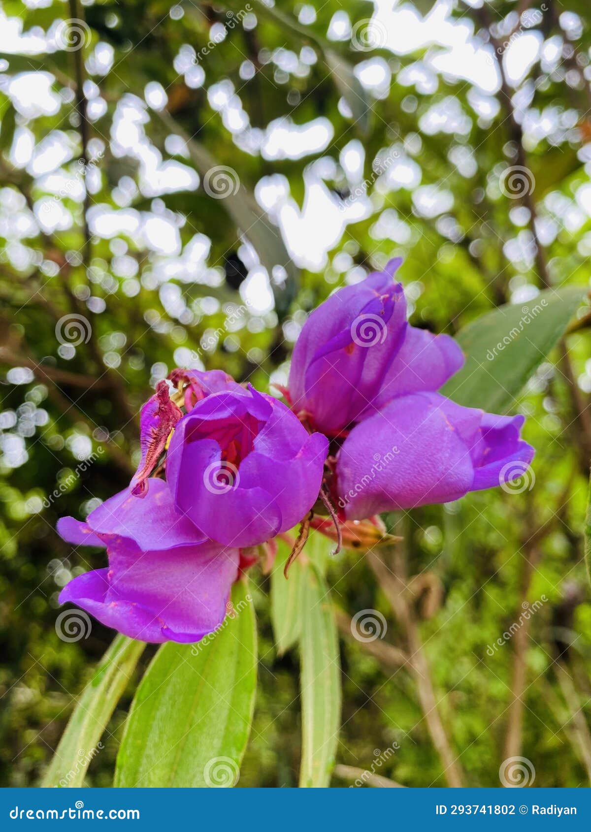 Very nice purple flowers stock photo. Image of branch - 293741802