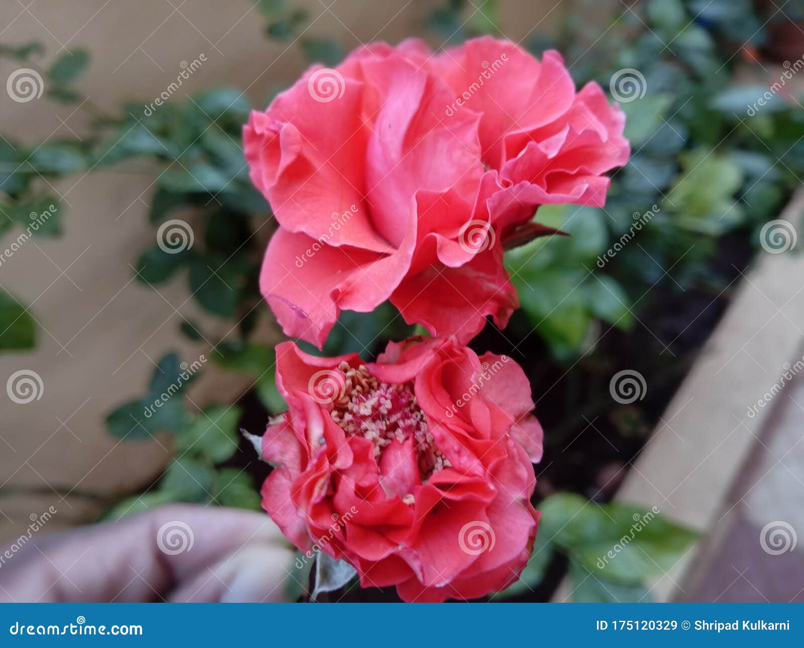 Very nice Red Rose stock image. Image of sachin, kulkarni - 175120329