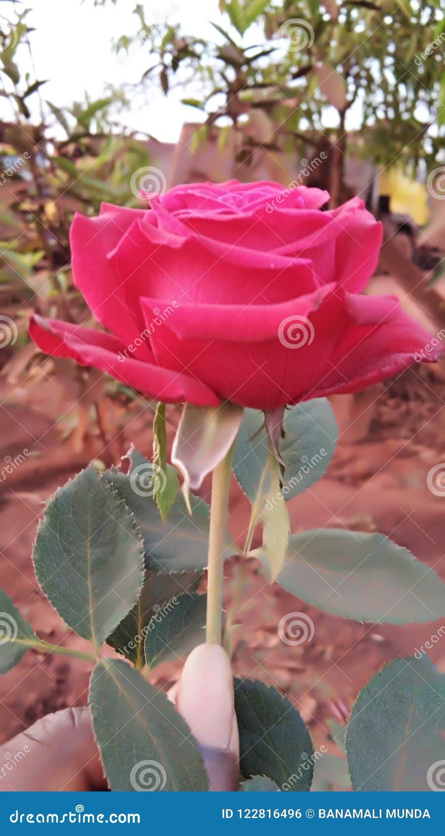 Red roses stock photo. Image of rose, flower, nice, roses - 122816496