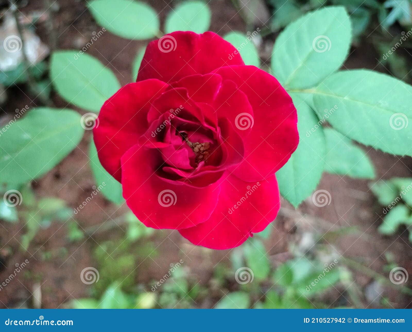 Very nice rose in my home stock photo. Image of nice - 210527942