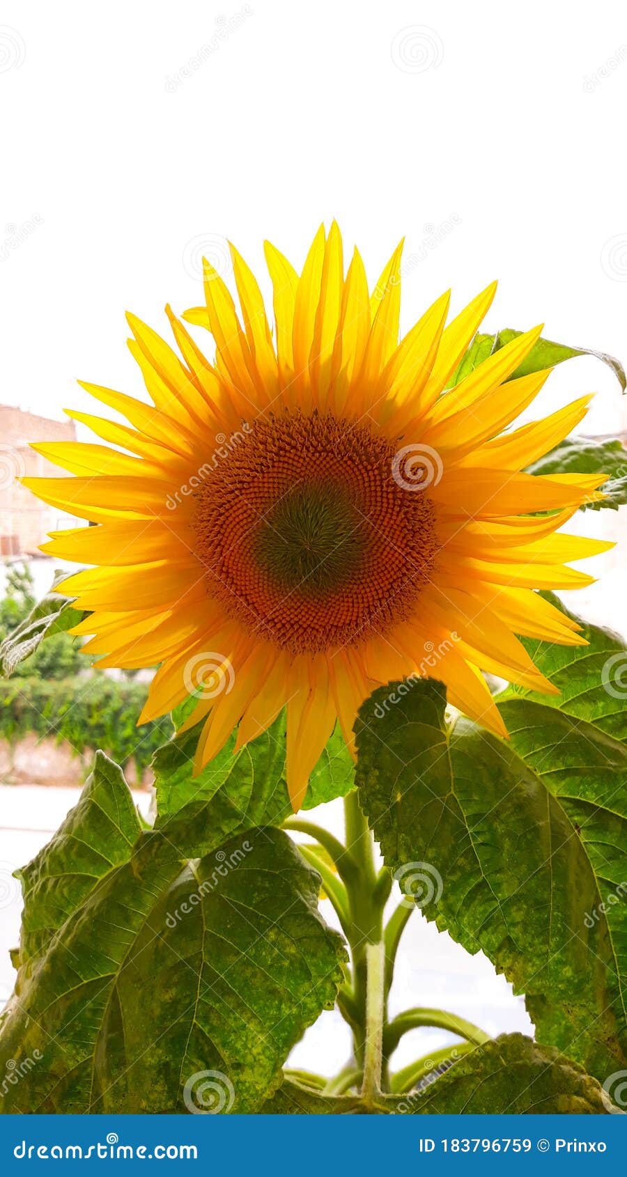 Very nice sunflower stock image. Image of soup, noodle - 183796759