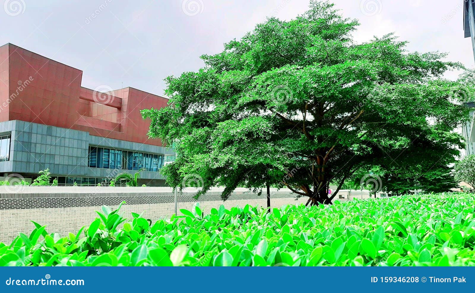 Very Nice Tree, and Keep Grow it for the Earth Stock Photo - Image of ...