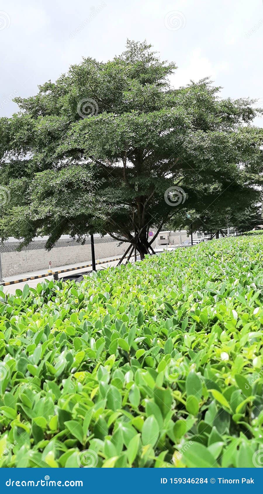 Very Nice Tree, and Keep Grow it for the Earth Stock Photo - Image of ...