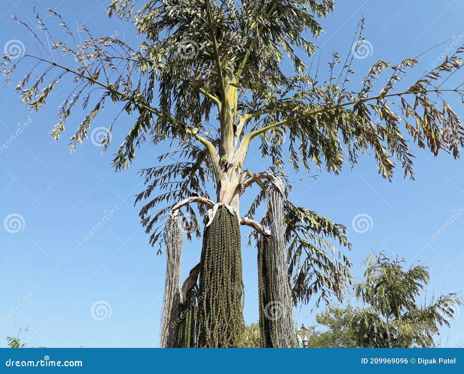 This is Very Nice Tree stock photo. Image of flower - 209969096