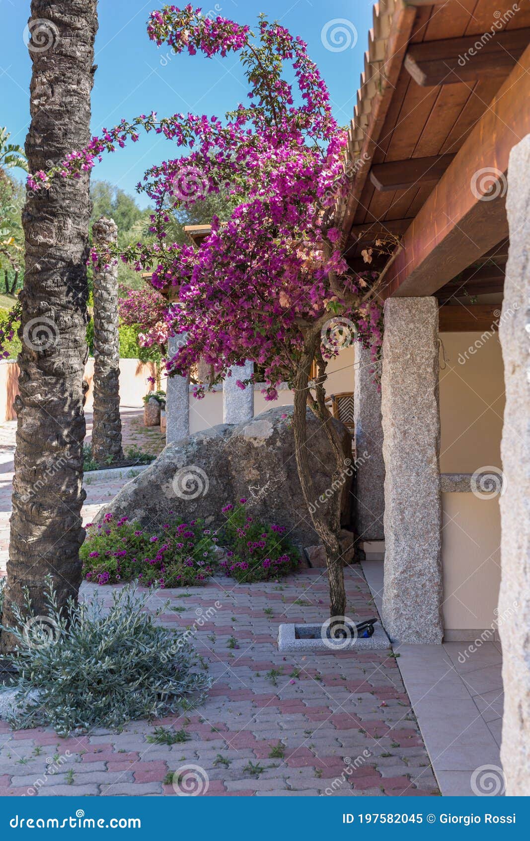 Very Nice Tree with Pink Flowers Near a Stone Structure Stock Image ...